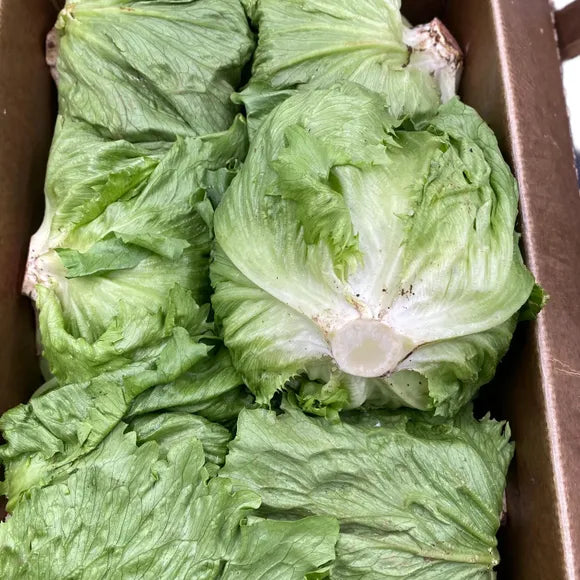 Lettuce Iceberg – 6/Box – The Original Organic Company